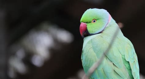 The Indian Ringneck Parakeet How Can You Take Care Of One The Hyperhive