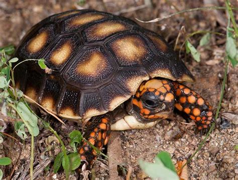 Red Foot Tortoise Temperature Range At Mia Stapleton Blog
