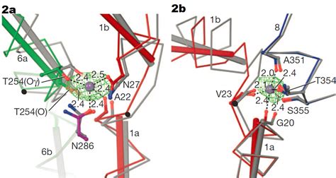 Structures Of Nss Bacterial Homologue Leut Substrate Free Outward Open
