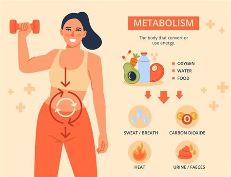Understanding Metabolism