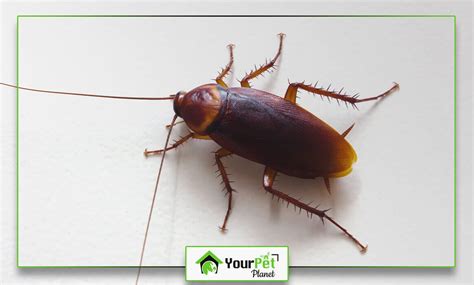 Texas Cockroaches All You Want To Know About Your Pet Planet