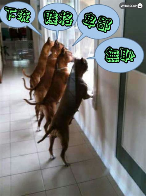下流賤格卑鄙無恥 Whatscap