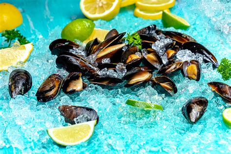 바다 강 홍합의 원시 오픈 잎 얼음에 푸른 바다 얼음 레몬과 라임의 조각은 녹색 빛 상단 측면보기 주위에 주위에 둥근 슬라이스 건강에 좋지 않은 음식에 대한 스톡 사진 및