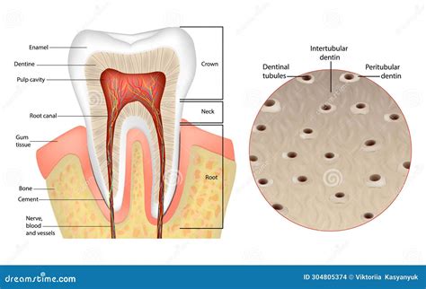 Dentin Or Dentine Is A Calcified Tissue Of The Body Dentinal Tubules