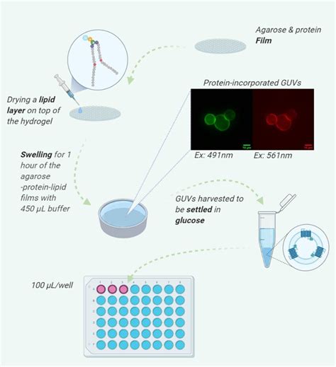Video Construction Of Model Lipid Membranes Incorporating G Protein Coupled Receptors Gpcrs