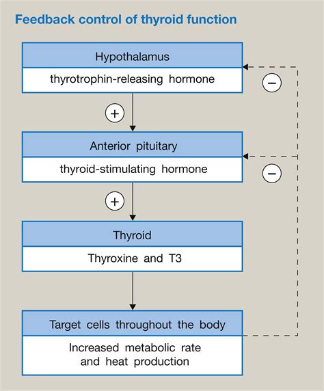 Thyroid Parathyroid Hormones And Calcium Homeostasis Anaesthesia
