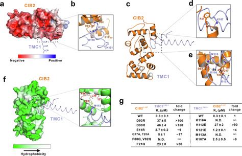 Structural Insights Into Calcium Dependent Cib2 Tmc1 Interaction In Hair Cell