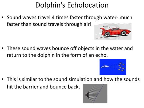 Ppt Echolocation And Sonar Powerpoint Presentation Free Download