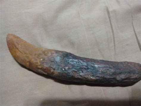 Root Fossil Or Claw Fossil