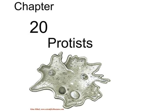 20locomotion And Movement Pptx