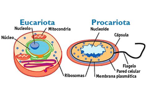 Celula Procariota Y Eucariota Esquema De Ishikawa