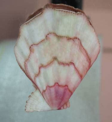 Shellauction Net Swiftopecten Swiftii 3639525 Shellauction Net Swiftopecten Swiftii 3639525