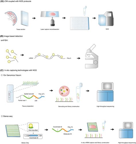 Single‐cell And Spatial Transcriptomics Discovery Of Human Placental Development And Disease Pmc