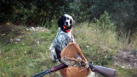 Chasse Un Homme Tué Accidentellement Par Son Chien Qui A Marché Sur