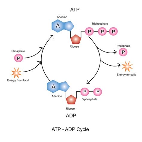 Simple Atp Cycle