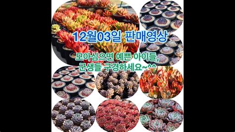 12월03일 모아심으면 예쁜 다육식물군생 구경하세요 Youtube