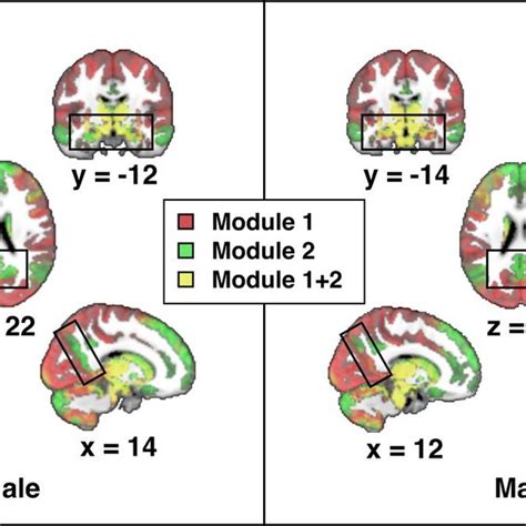 more detailed sex differences of global modularity pace level 1 for