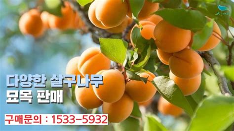 신바람 플랜트 협력농가 판매상품 나무장터com 다양한 살구나무 묘목 판매합니다 Youtube