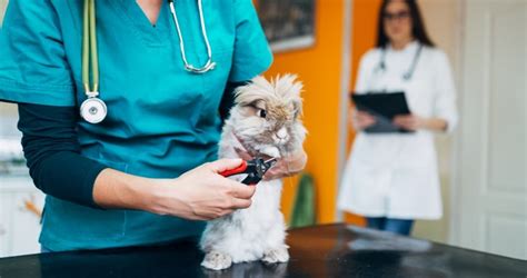 How Much Does A Visit To The Vet Cost