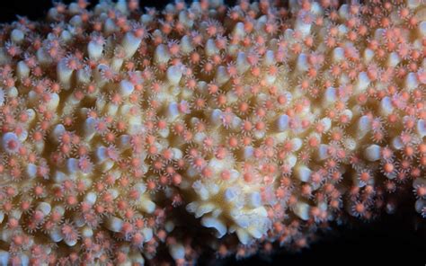 Your Top Questions On Coral Spawning Answered Reef Authority