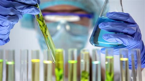 플라스 크에서 녹색 식물과 청색 액체와 시험관을 비교 하는 화학자 과학 Stem 주제에 대한 스톡 사진 및 기타 이미지 Stem 주제 건강 검진 건강관리와 의술