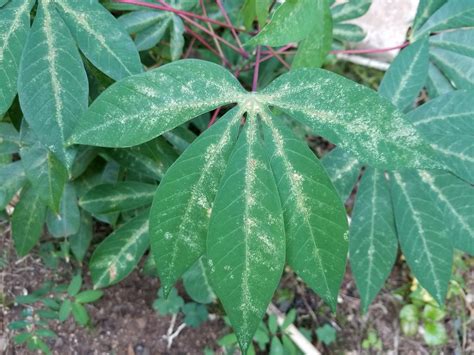 Cassava Spider Mites Feeding Injury To Leaves Symptoms B Flickr