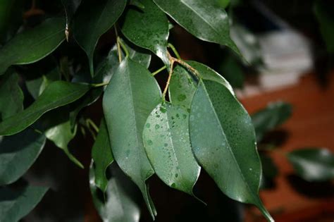 Липкий налет на листьях фикуса Бенджамина Фикус Листья Зеленые листья