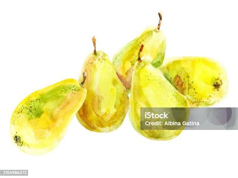 신선하게 익은 노란 꿀 달콤한 과일의 배 세트 손으로 그린 수채화 그림입니다 나무에서 익은 맛있는 향기로운 과일 5가지 개체에 대한 스톡 벡터 아트 및 기타 이미지 Istock