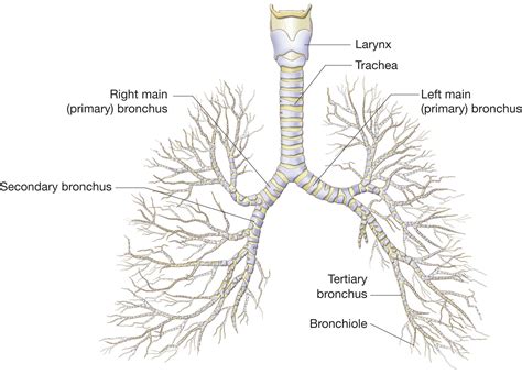 Respiratory System Structures Diagram Lobes Of Bronchus Desc