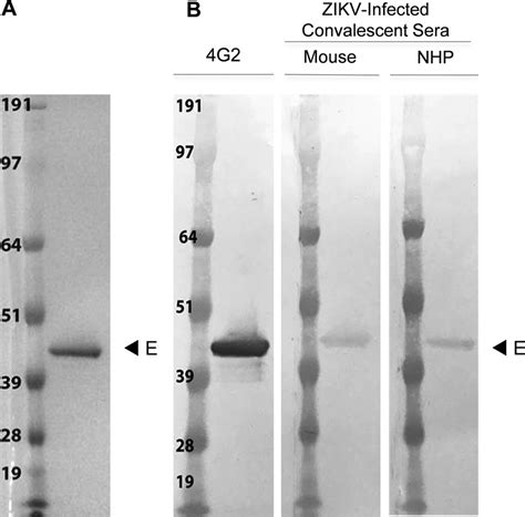 Recombinant Zikv E Protein Expressed In Drosophila S2 Cells After Download Scientific Diagram