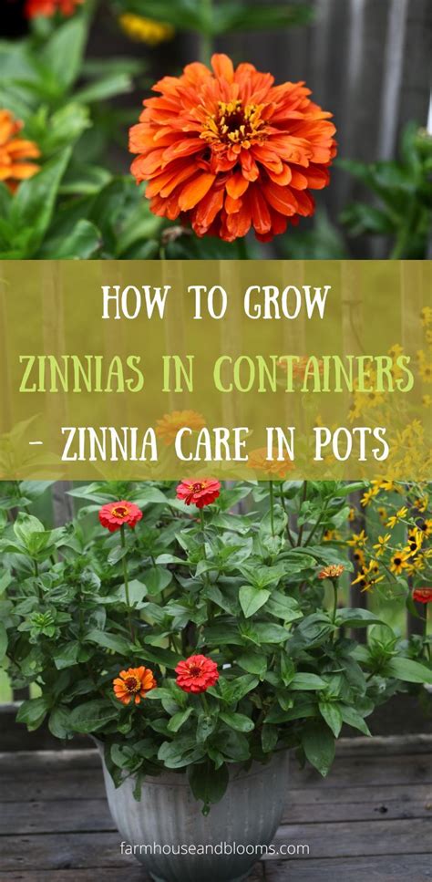 How To Grow Zinnias In Containers Zinnia Care In Pots Planting