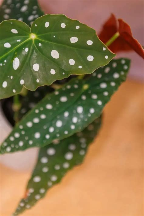 Begonia Maculata — Plantologie