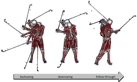Full Swing Simulation Of A Golf Swing Using The Opensim Musculoskeletal Download Scientific