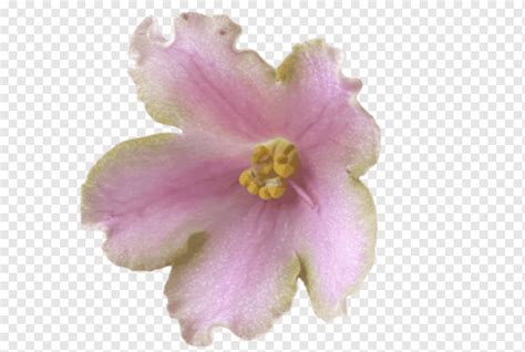 وردي ، زهرة ، بتلات ، زهرة وردية ، بتلات وردية ، بلوم ، أزهار ، فلورا Png