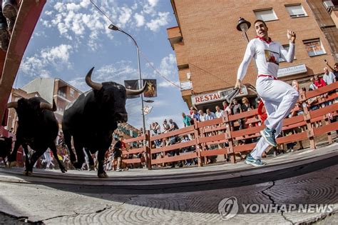 목숨을 건 질주스페인 황소 달리기 연합뉴스