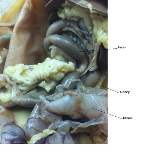 Urogenital System Group 4 Rat Dissection Website