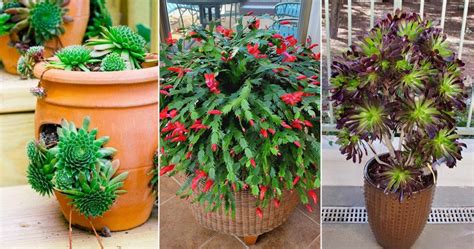 7 Succulents That Look Like Trees Succulent Garden Web