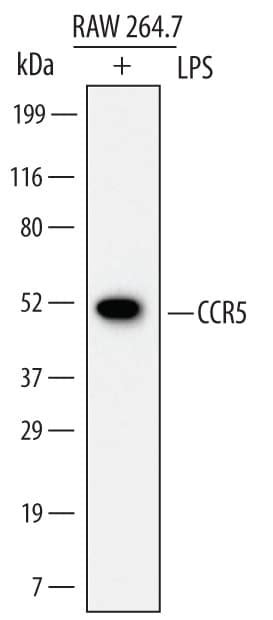 Ccr5 Products Bio Techne