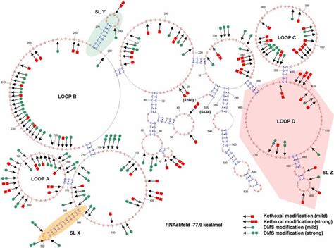 Chemical Probing Results Mapped Onto The RNA Secondary Structure Of Download Scientific Diagram