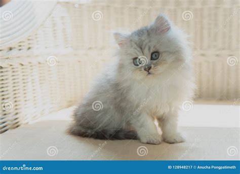 Cute Lazy Kitten Stock Image Image Of Green Light 128948217