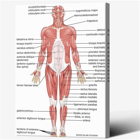 Human Body Major Anterior Muscles Poster Iposters