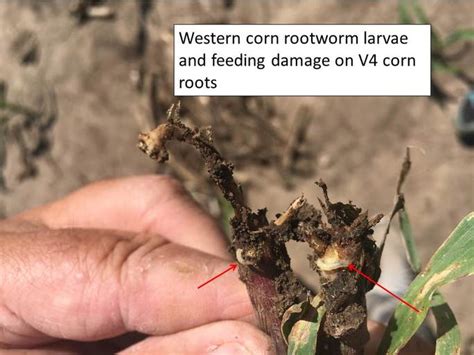 Corn Rootworms Extension Entomology