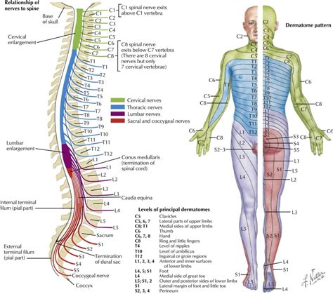Medtronic Dermatome Chart Dermatomes Chart And Map The Best Porn My