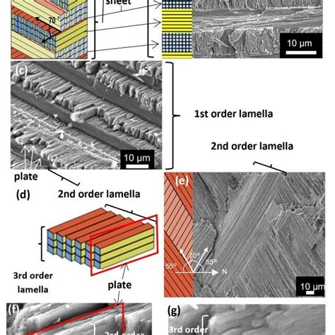 Sem And Schematic Illustrations Of The Basal Lamellar Structure Of