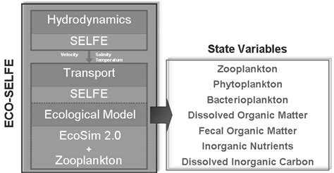 Coupled Hydrodynamic Ecological Model Download Scientific Diagram