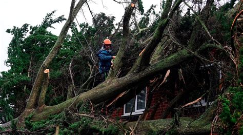 Huge Tree Crashes Down Blocking Road In Burnham On Sea Bristol Live