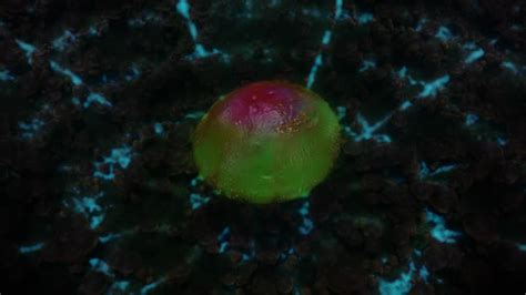 Psychedelic Mycelium Interconnected With The Forest Psychedelic Visual Trip 4k 동영상 1459287440