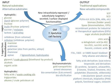Schematic Representation Of Genetically Engineered Y Lipolytica Cell