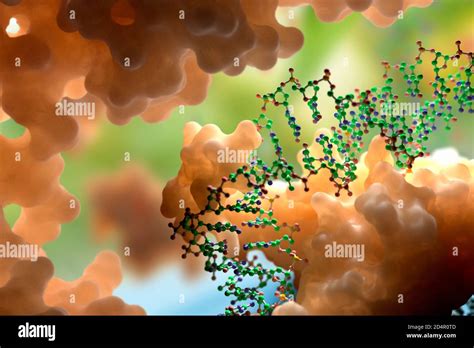 Dna And Protein Interaction At Molecular Level Dna Binding Proteins Control Transcription Gene