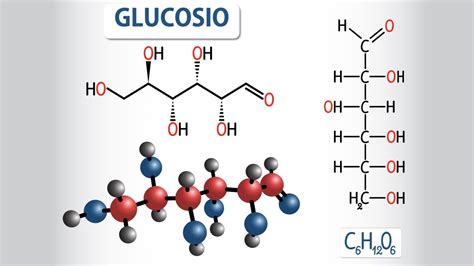 Struttura Del Glicogeno Polisaccaridi E Oligosaccaridi